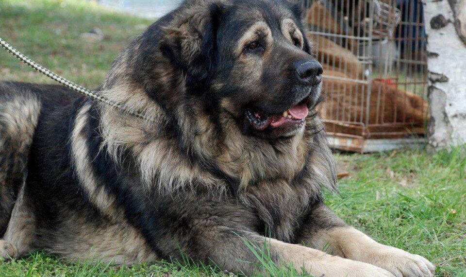 Qeni i Sharrit – Deltari Ilir, autokton në trojet shqiptare – TV Prizreni